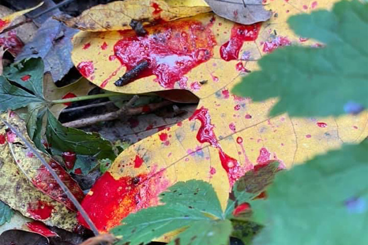 Blood Trailing Tips - Dead Ringer